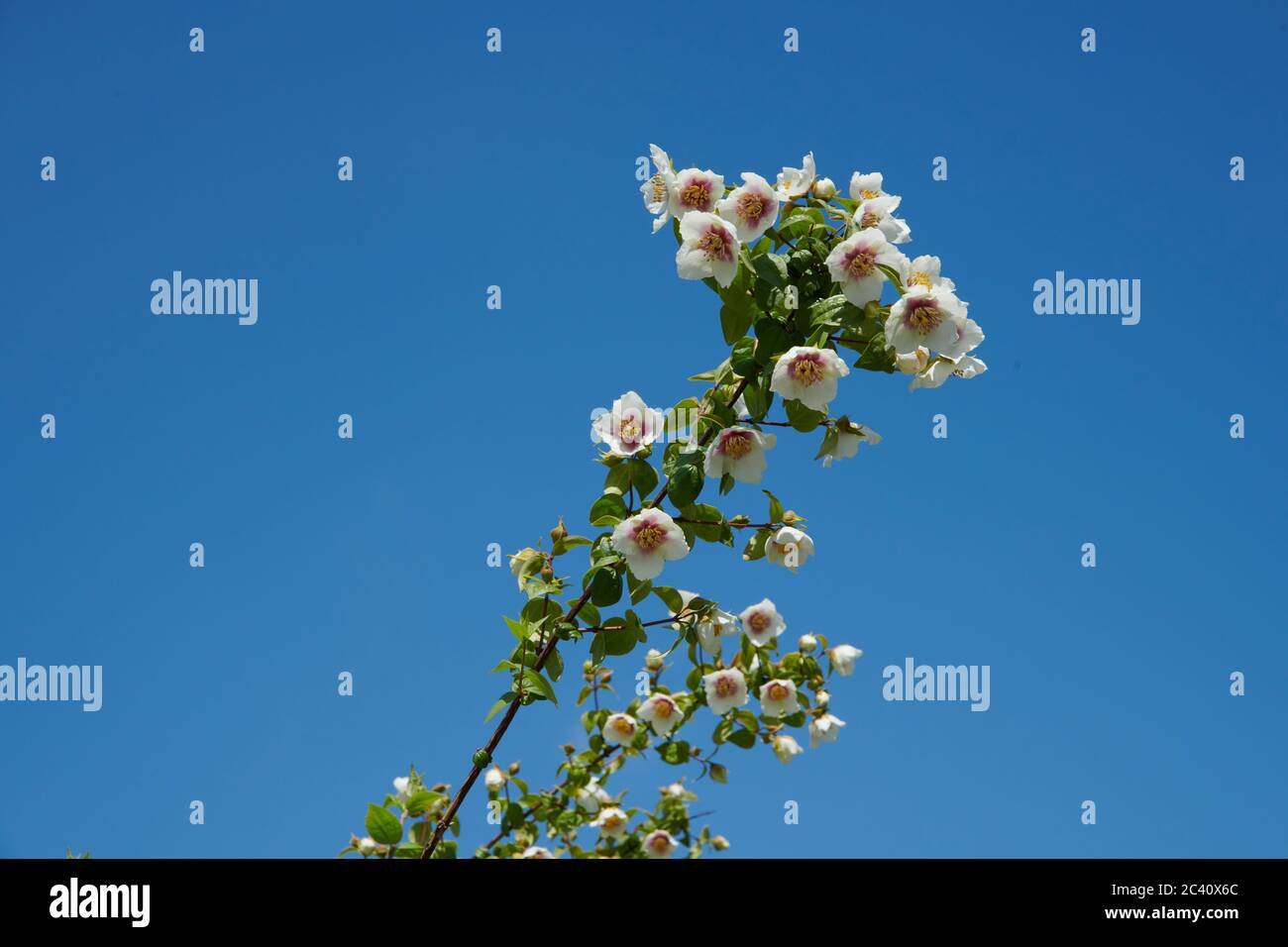 Purple cobaea flower hi-res stock photography and images - Alamy