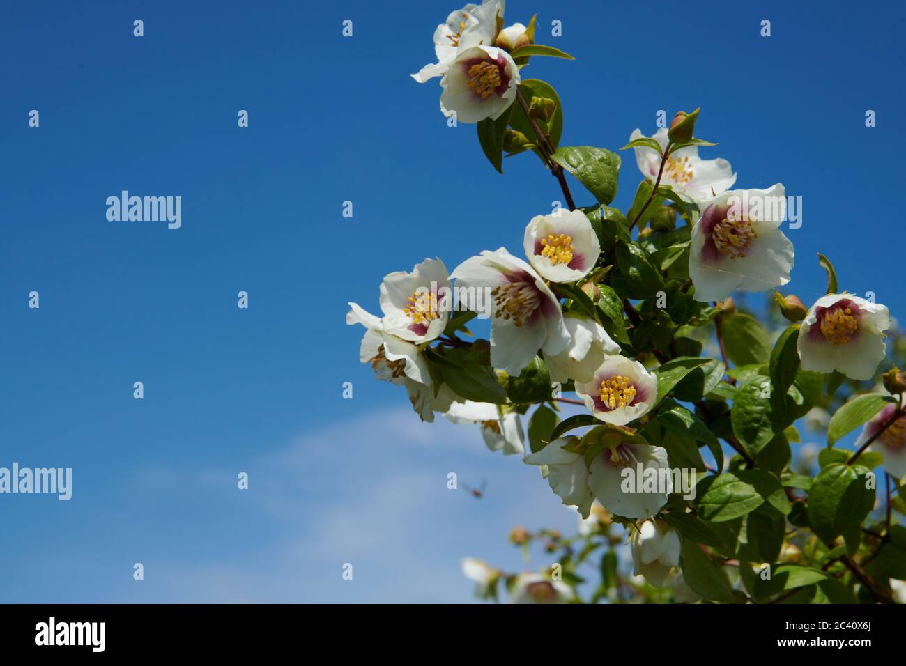 Purple cobaea flower hi-res stock photography and images - Alamy