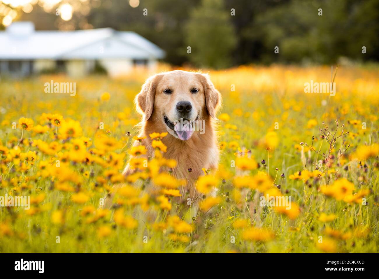 Yellow Golden Retriever