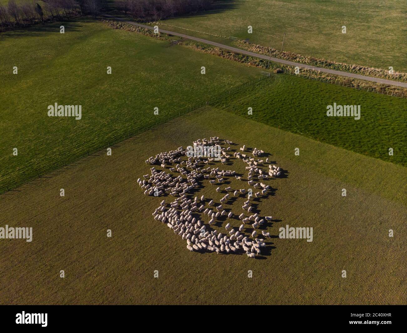 Farm animals aerial view hi-res stock photography and images - Alamy