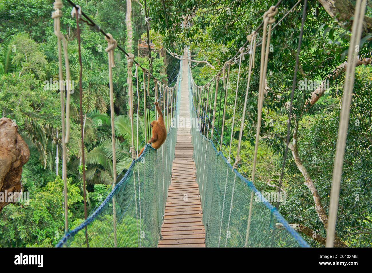 Suspended Bridge Between Two Big Trees, Amazon Basin, Peru, South ...