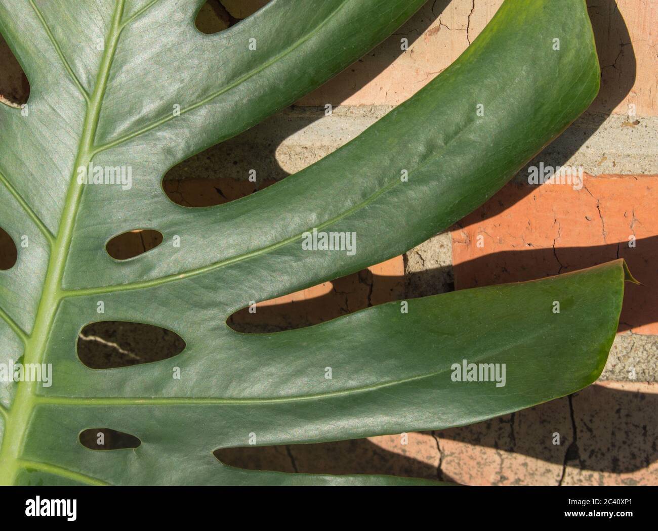 Close-up of a monstera leaf against an orange brick wall with hard ...