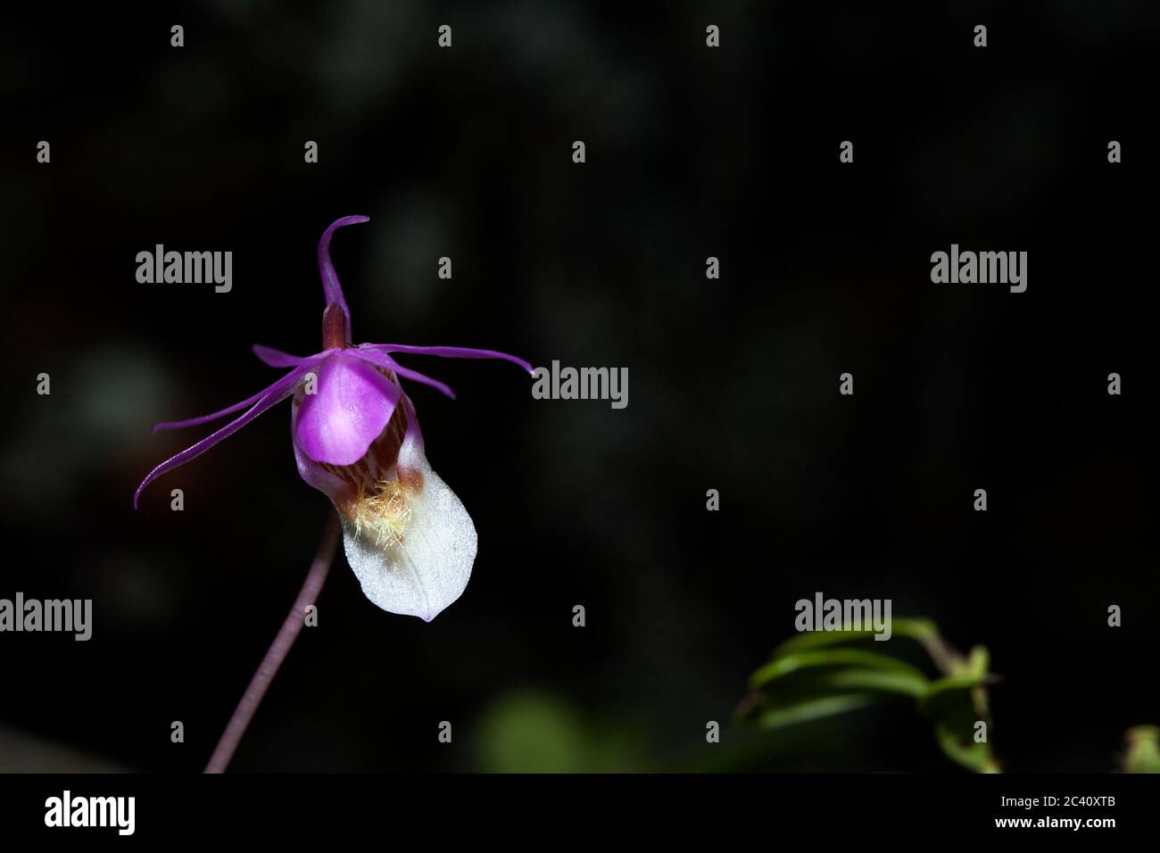 Calypso bulbosa in the dark wood, fuzzy background Stock Photo - Alamy