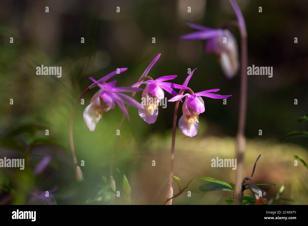 Calypso bulbosa in the dark wood, fuzzy background Stock Photo - Alamy