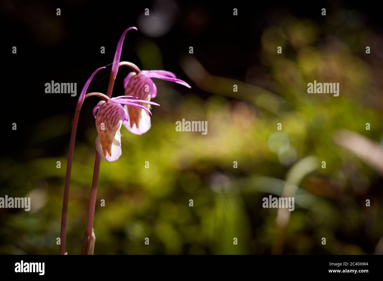 Calypso bulbosa in the dark wood, fuzzy background Stock Photo - Alamy