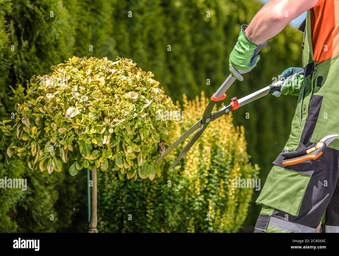 Agriculture and Landscaping Theme. Garden Trees Shaping by Caucasian ...