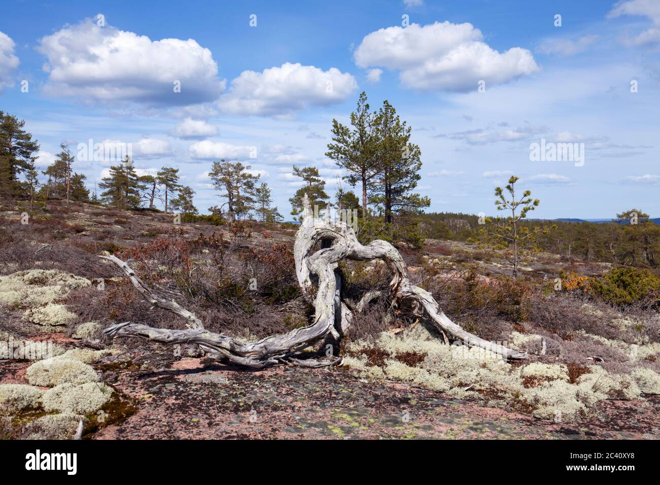 What is left, the root of a twisted, short, robust old pine tree on a ...