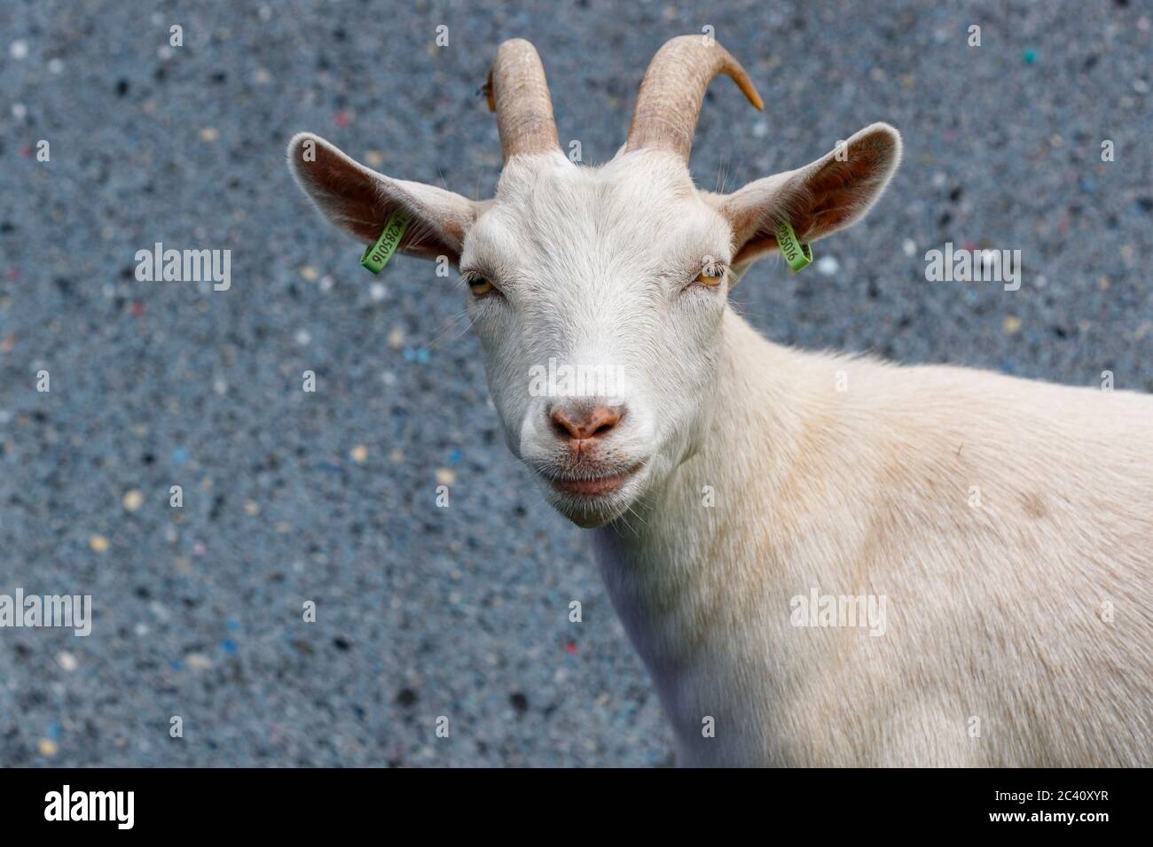 Female (nanny) West African Pygmy Goat, Capra hircus, at Birdworld ...