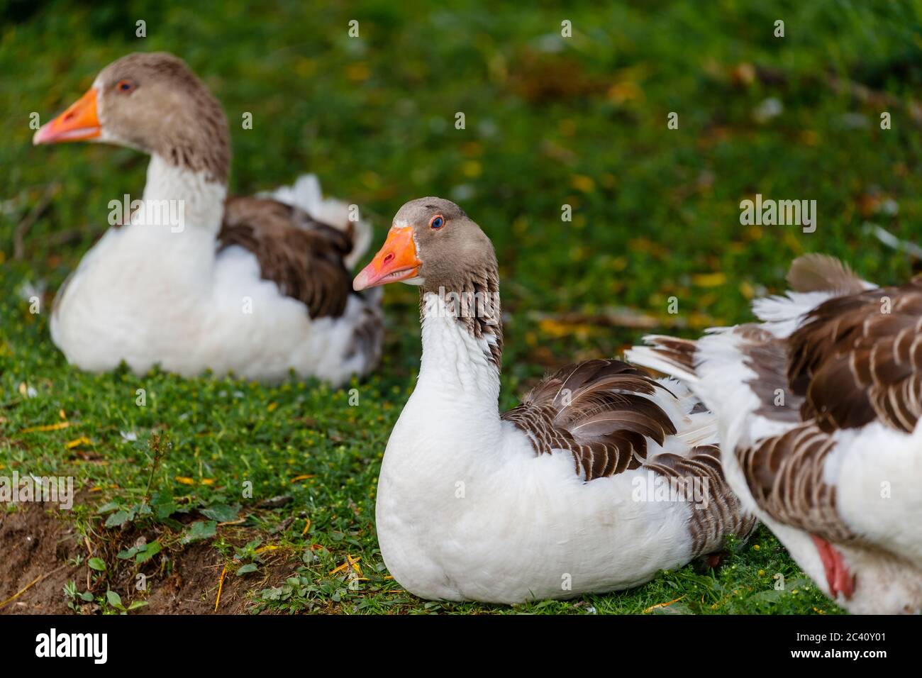 Brown domestic goose hi-res stock photography and images - Alamy