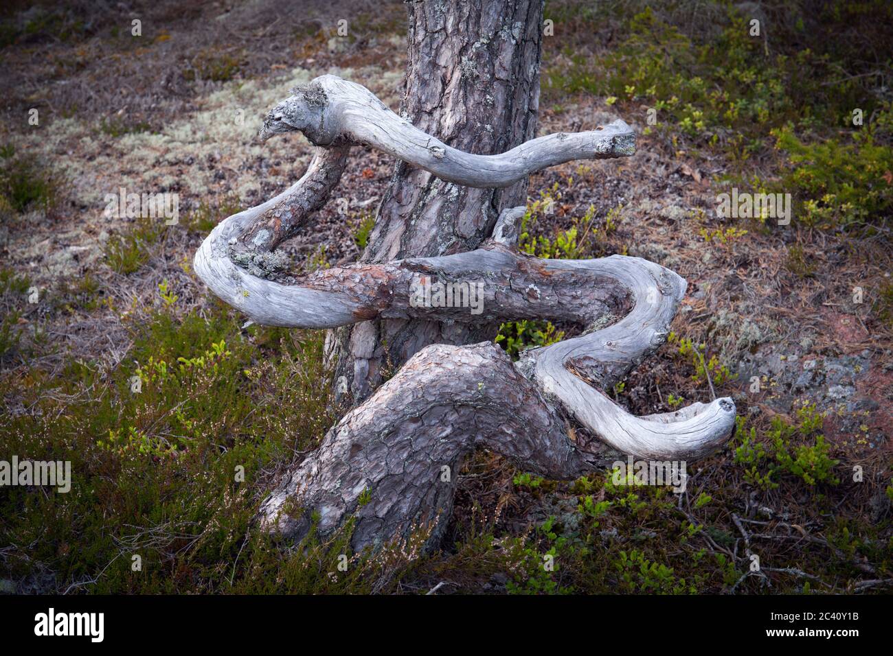 Dead pine tree granite rock hi-res stock photography and images - Alamy