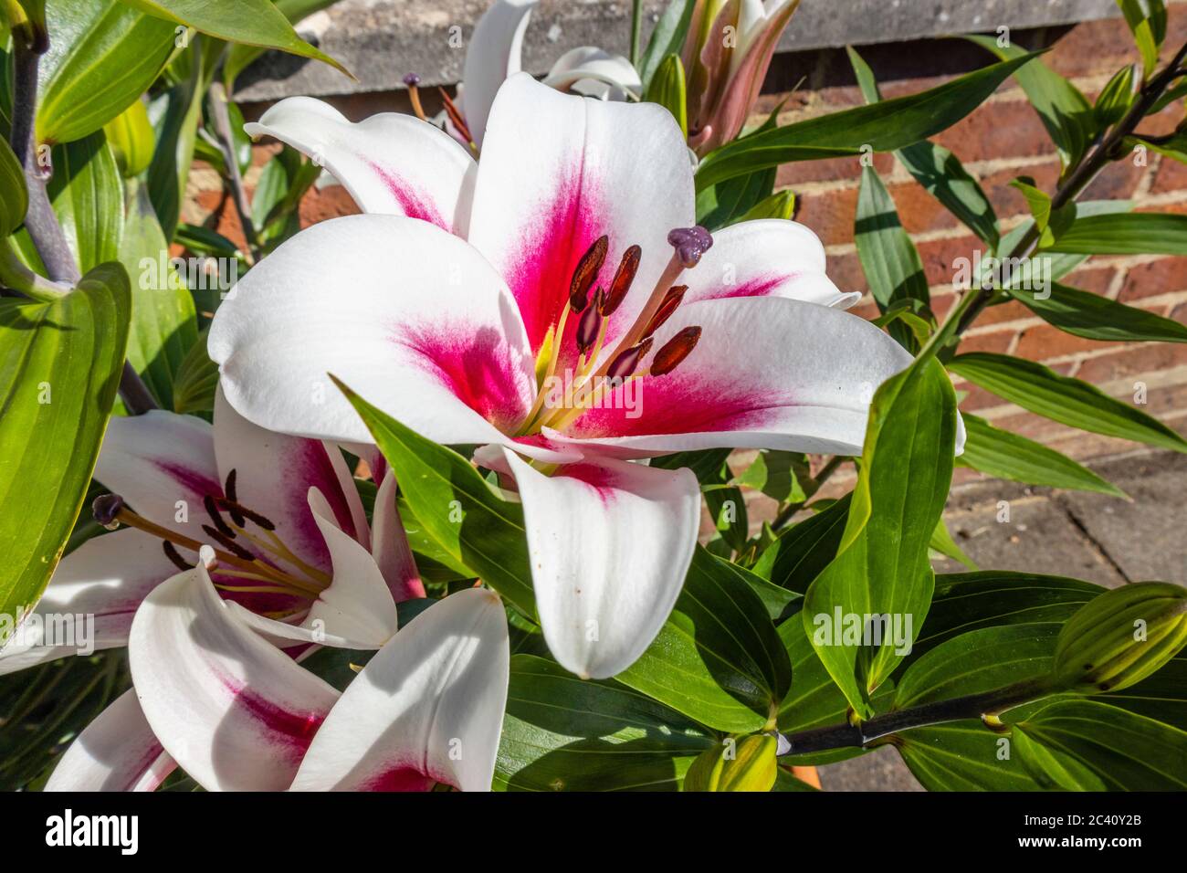 Large white Japanese lily 'Altari' with burgundy centre and pollen ...