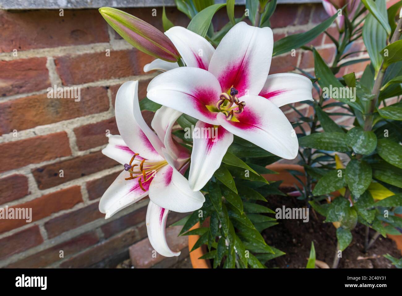 Lilium ot hybrid altari hi-res stock photography and images - Alamy