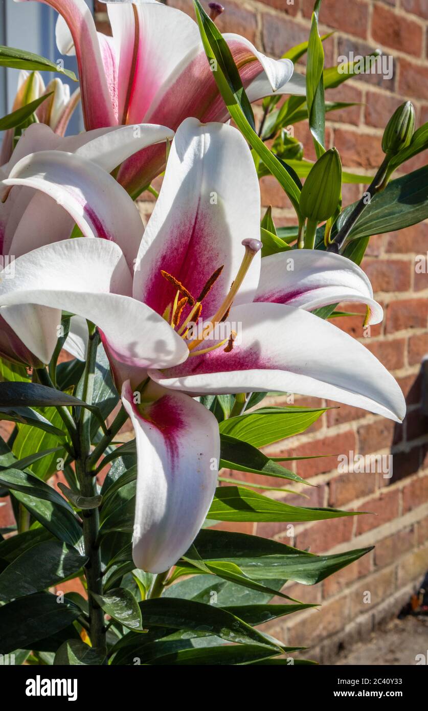 Japanese lily hi-res stock photography and images - Alamy