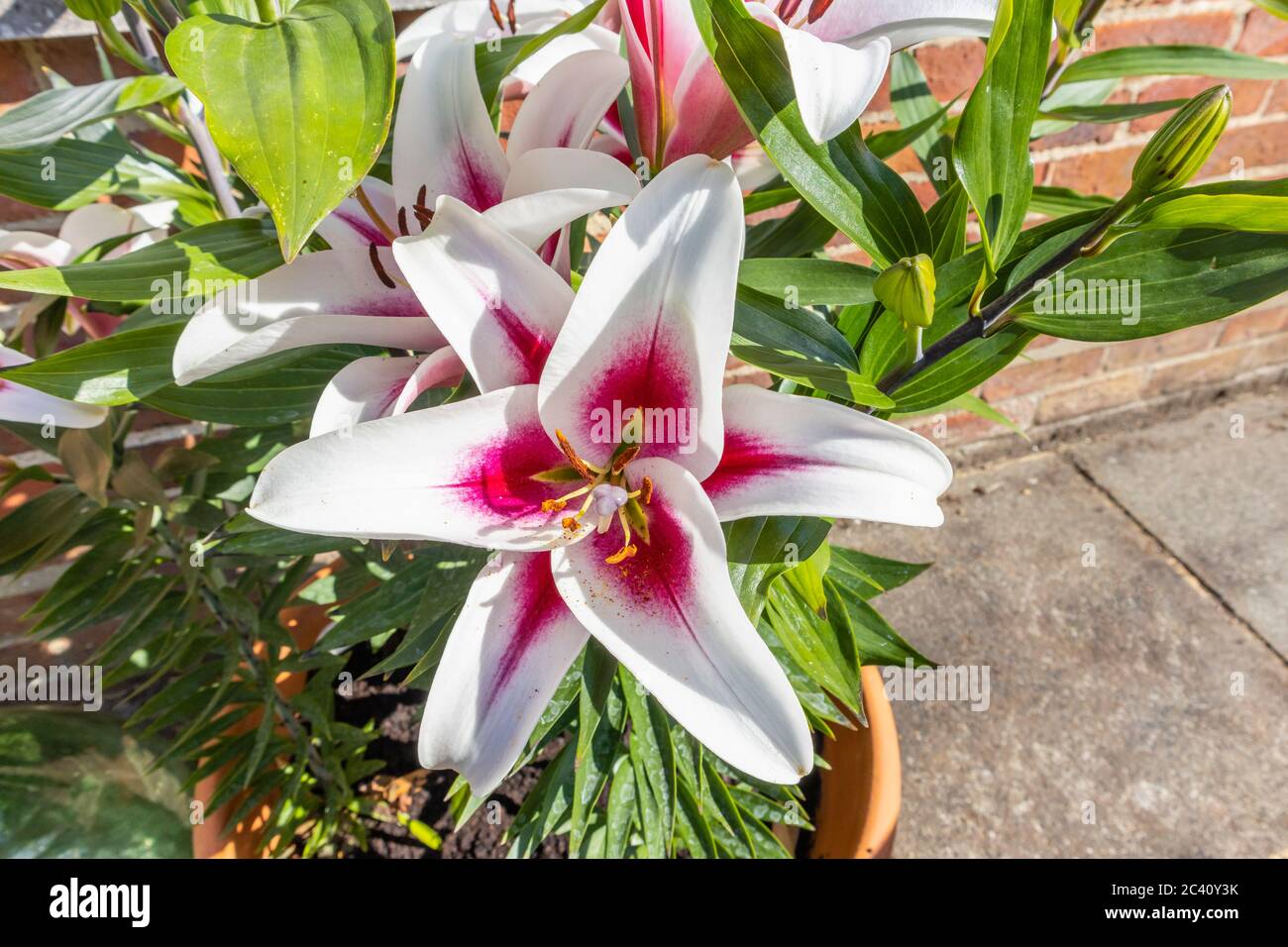 Large white Japanese lily 'Altari' with burgundy centre and pollen ...