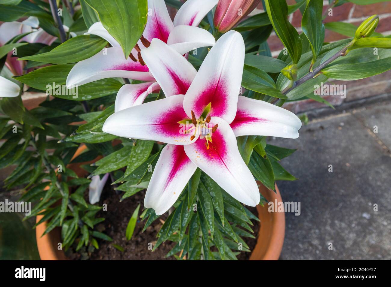 Lilium ot hybrid altari hi-res stock photography and images - Alamy