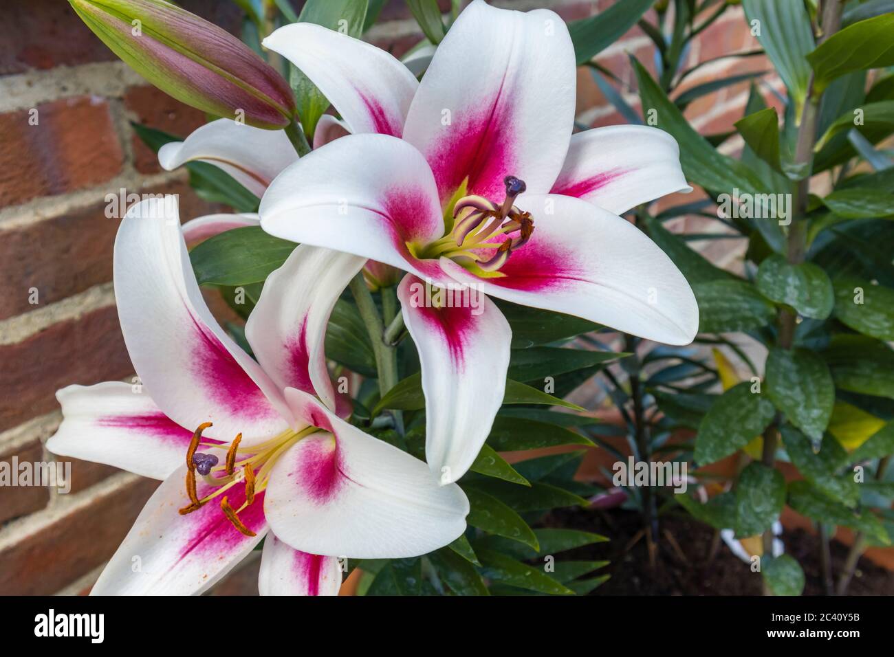 Japanese lily hi-res stock photography and images - Alamy