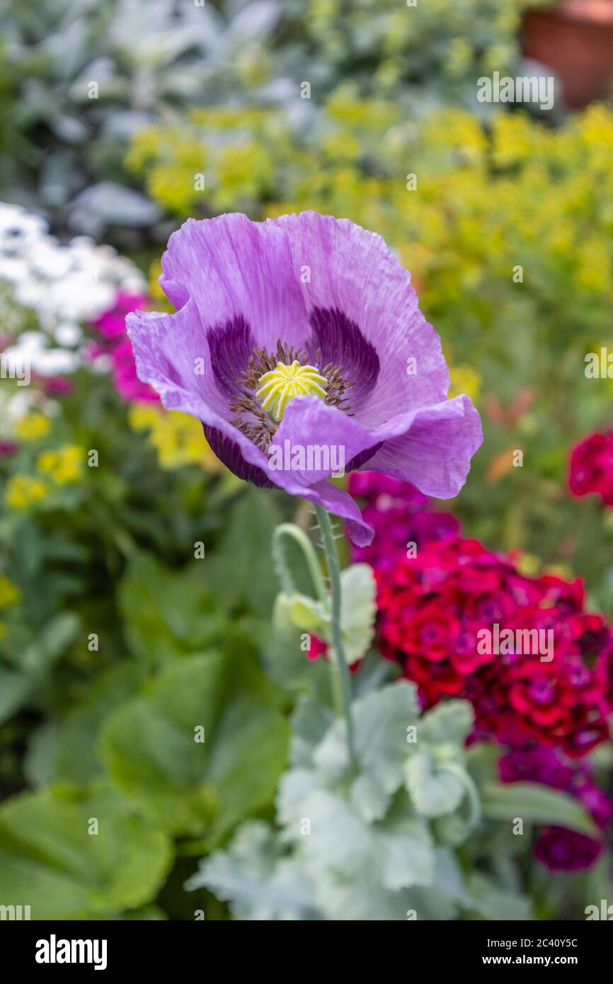 Purple opium poppy, Papaver somniferum, in flower in a border in a ...