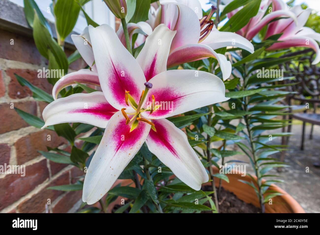 Lilium ot hybrid altari hi-res stock photography and images - Alamy