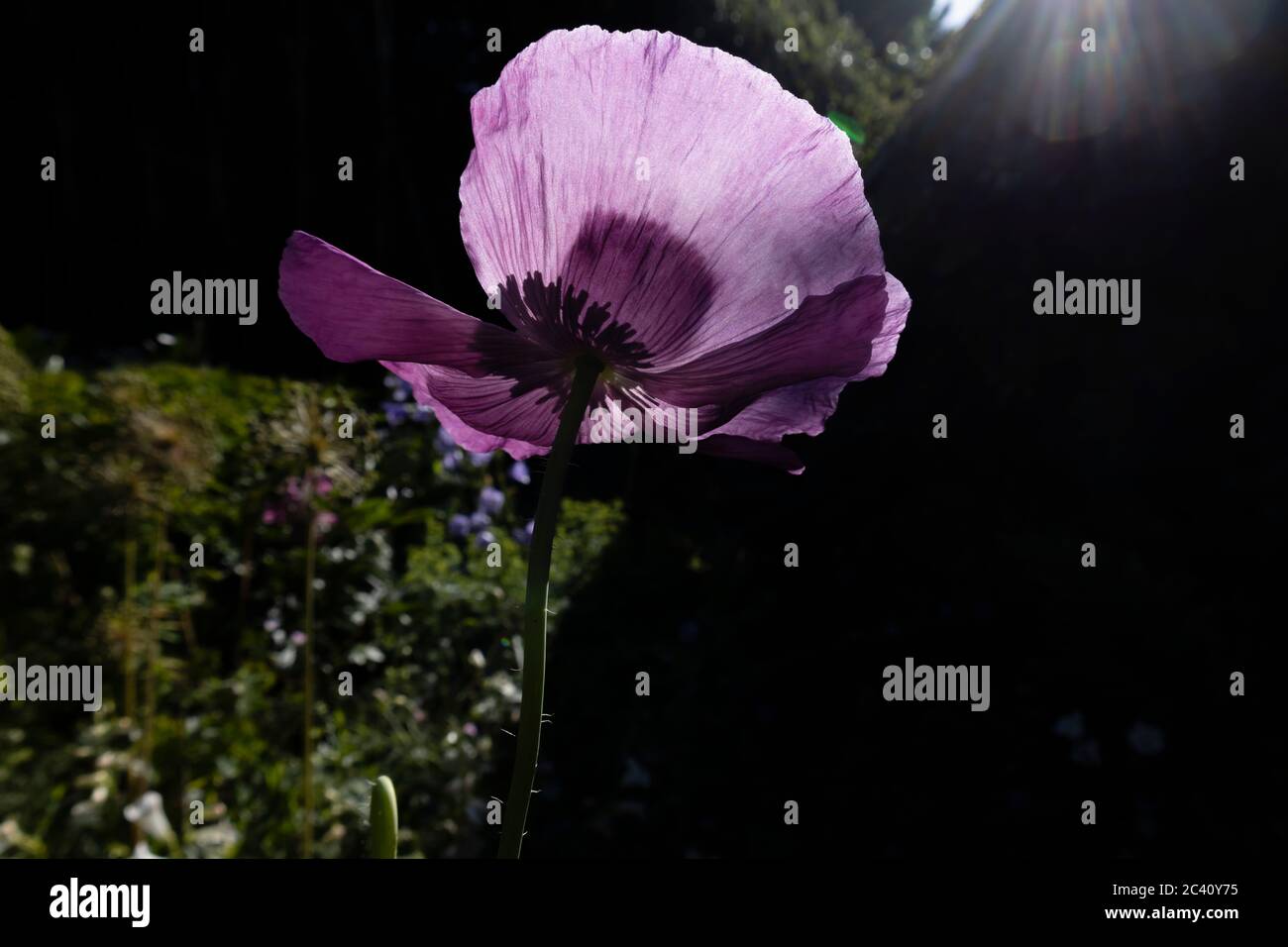 Single backlit purple opium poppy, Papaver somniferum, in flower in a ...