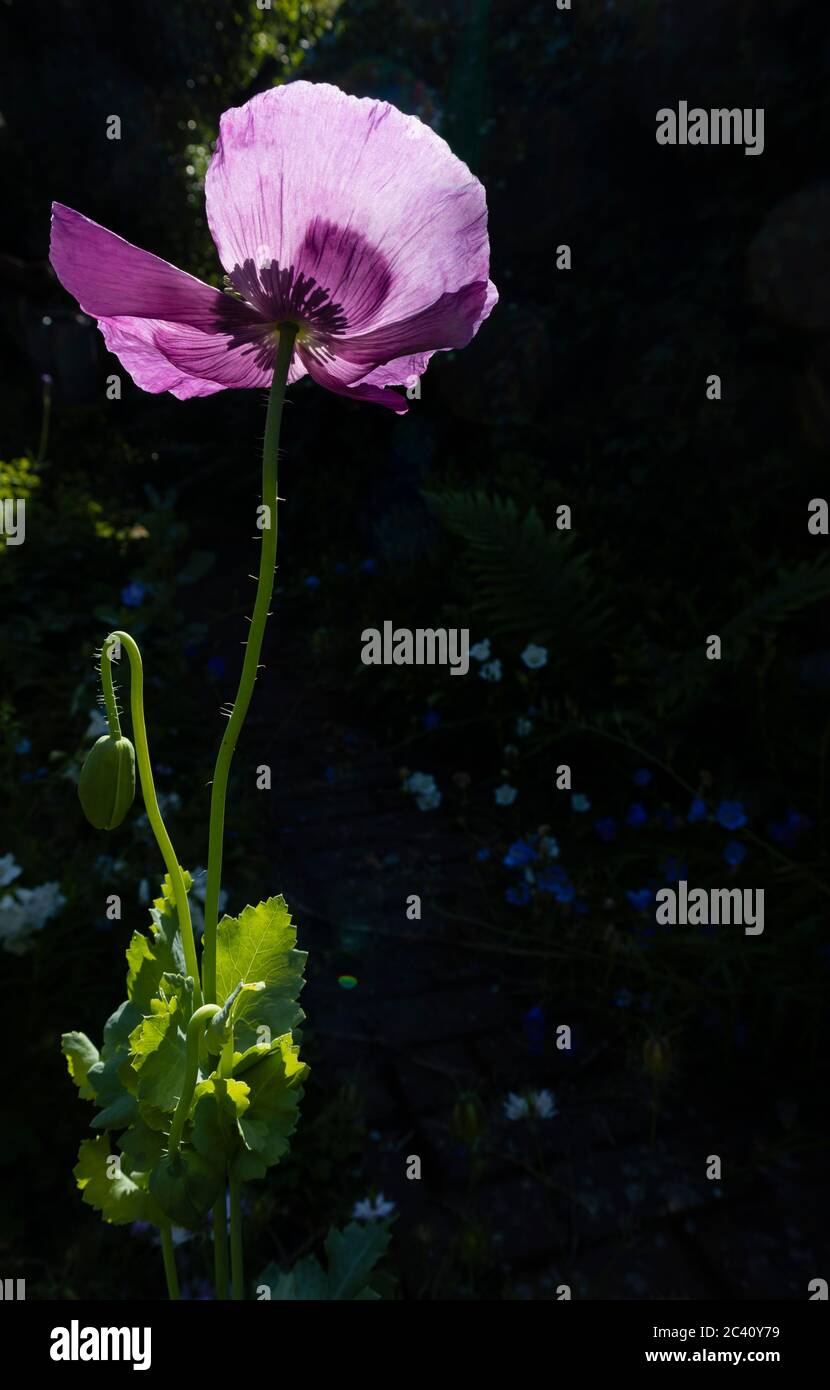 Single backlit purple opium poppy, Papaver somniferum, in flower in a ...