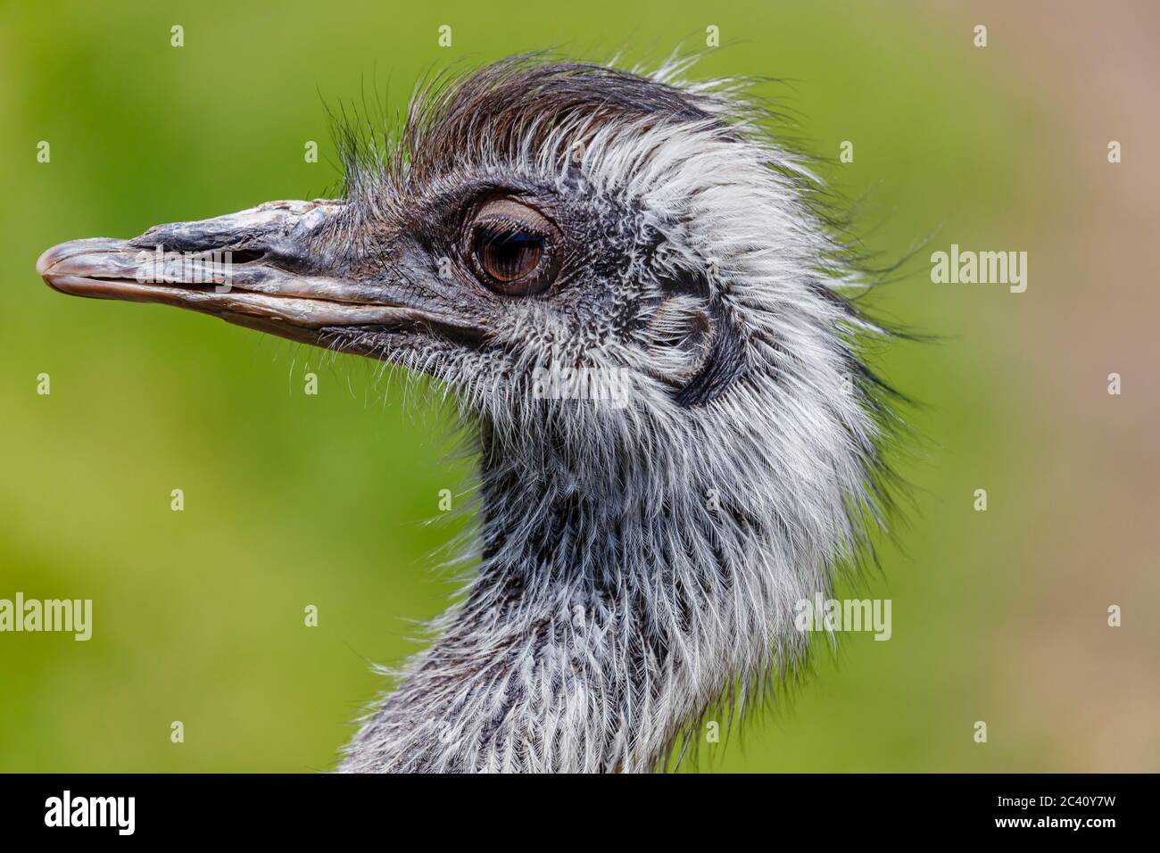 South america bird watching family hi-res stock photography and images ...
