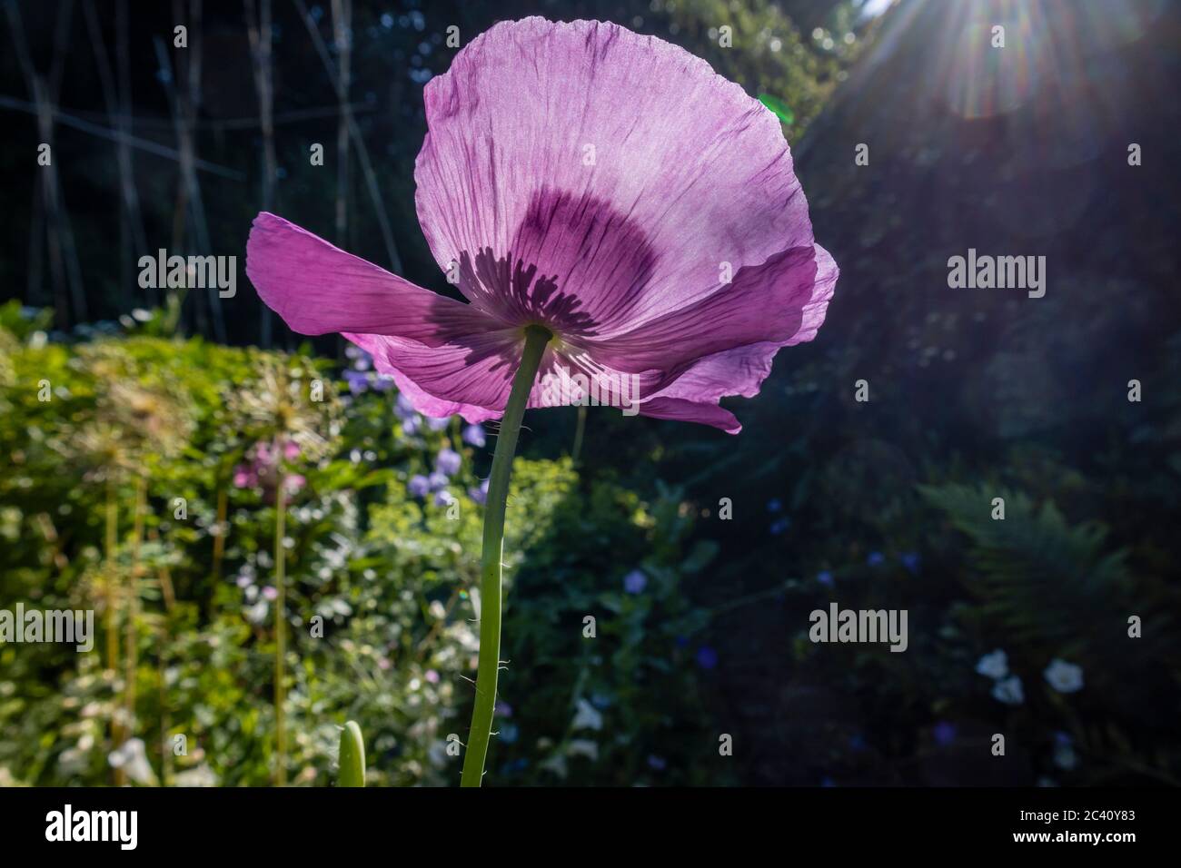 Single backlit purple opium poppy, Papaver somniferum, in flower in a ...