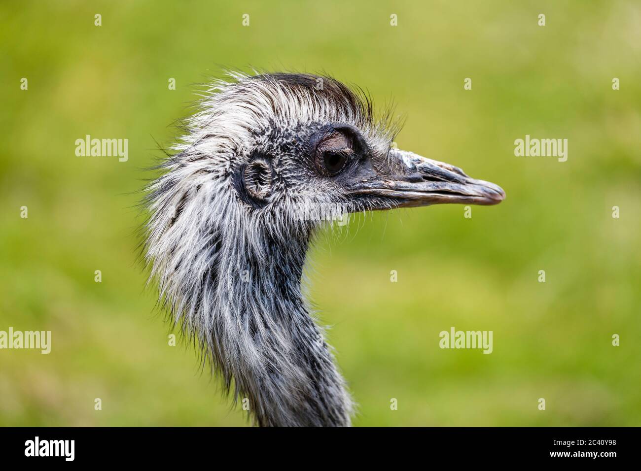 South america bird watching family hi-res stock photography and images ...