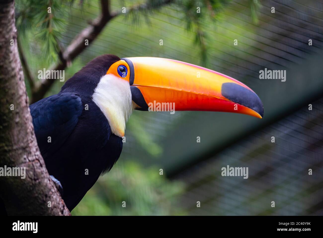 Giant toucan hi-res stock photography and images - Alamy