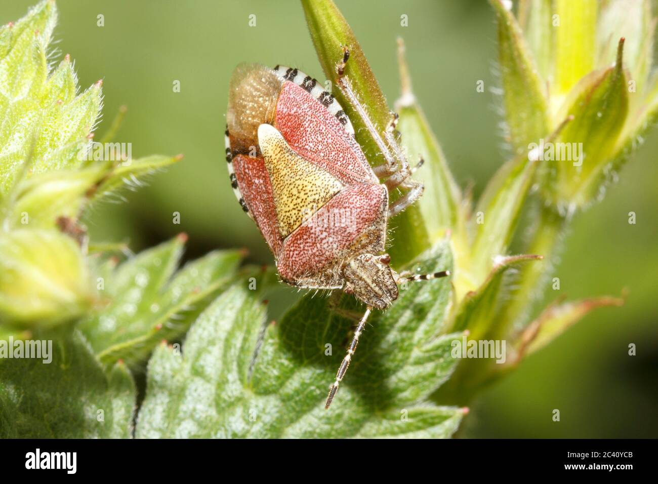 Shieldbugs hi-res stock photography and images - Alamy