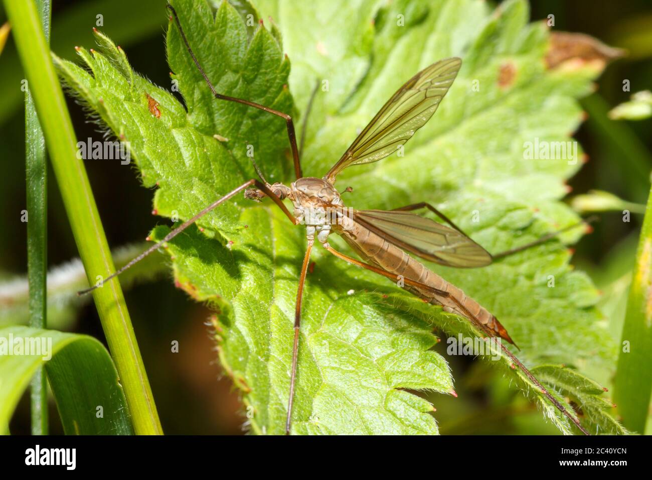 Cranefly (Tipula paludosa) garden, Sussex, UK Stock Photo - Alamy