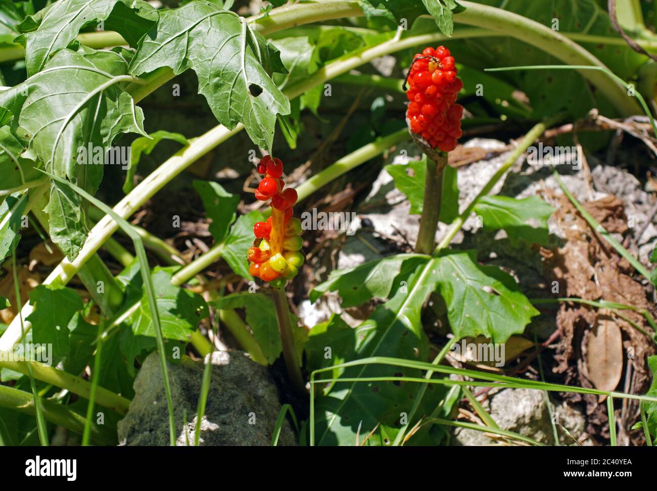 Arum maculatum in flower hi-res stock photography and images - Alamy