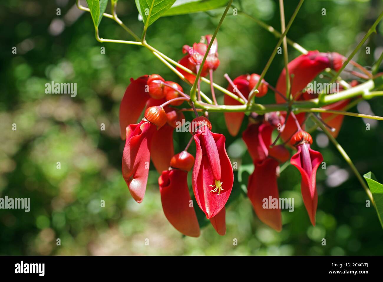 Tree with red flowers close-up in Sardinia garden Stock Photo - Alamy