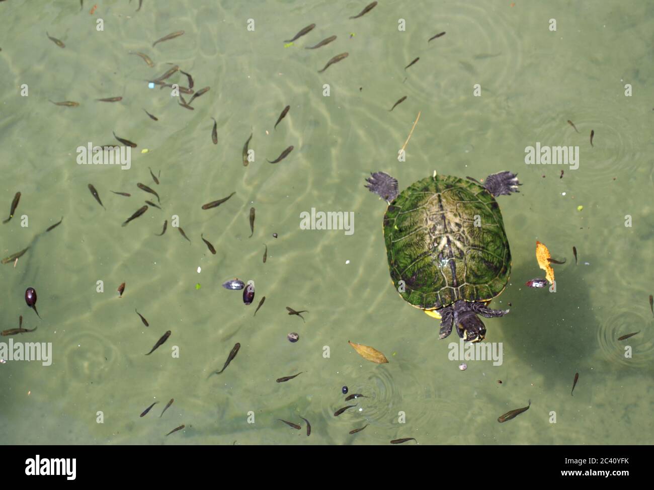 Freshwater turtle and fishs Stock Photo - Alamy