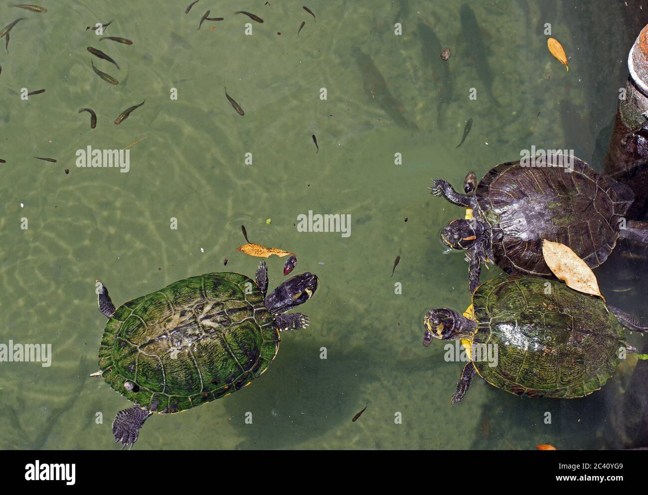 Freshwater tortoise hi-res stock photography and images - Alamy