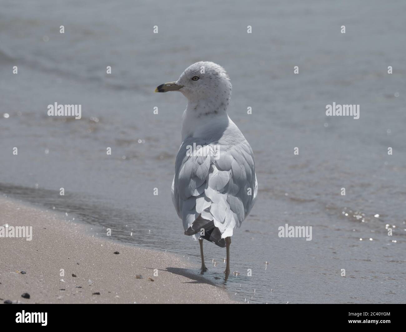 Oiseau marin hi-res stock photography and images - Alamy