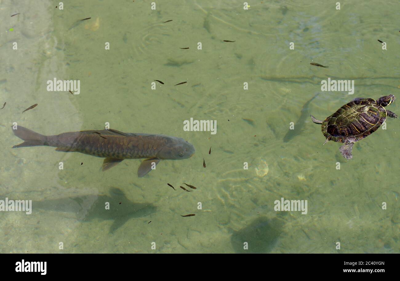 Freshwater turtle and fish Stock Photo - Alamy