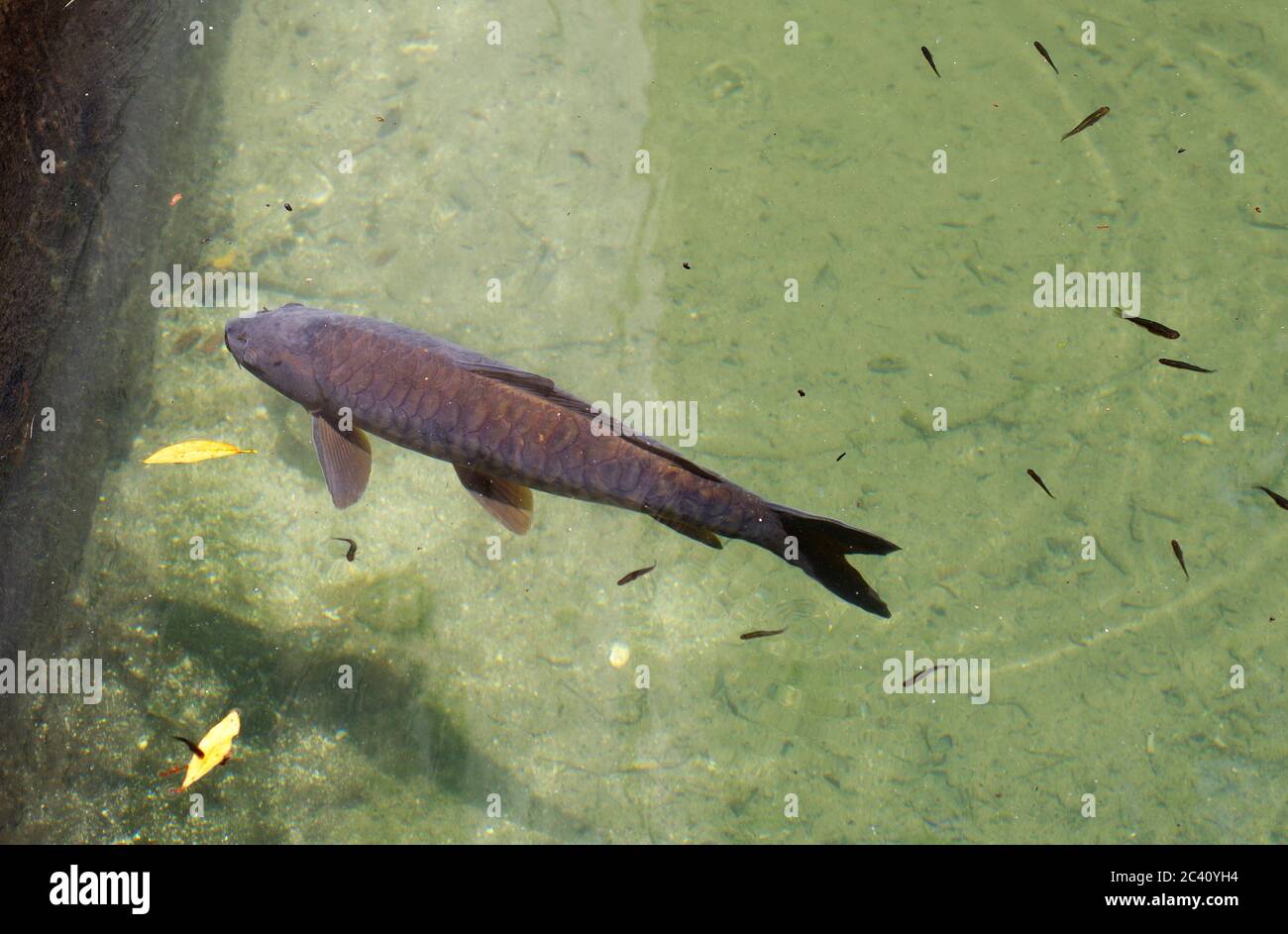 Carp (cyprinus carpio Stock Photo - Alamy