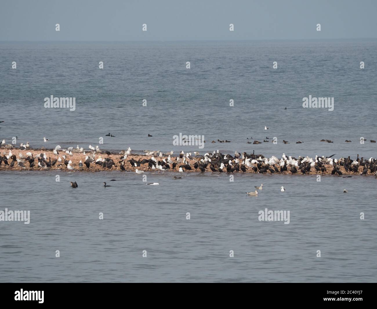 Milieu marin hi-res stock photography and images - Alamy