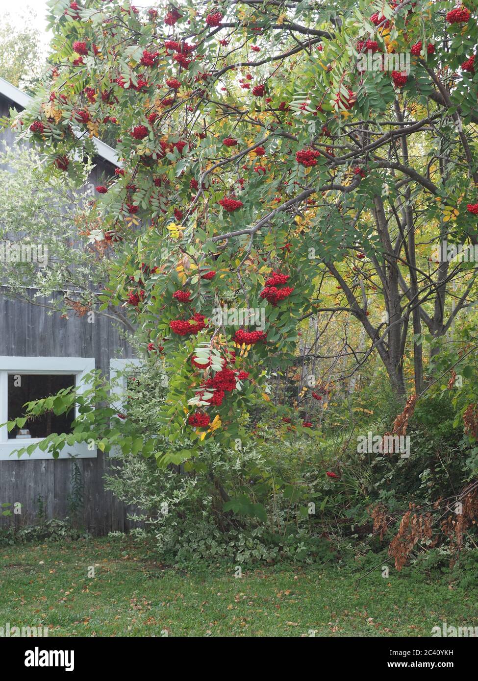 Sorbus tree with barn Stock Photo - Alamy