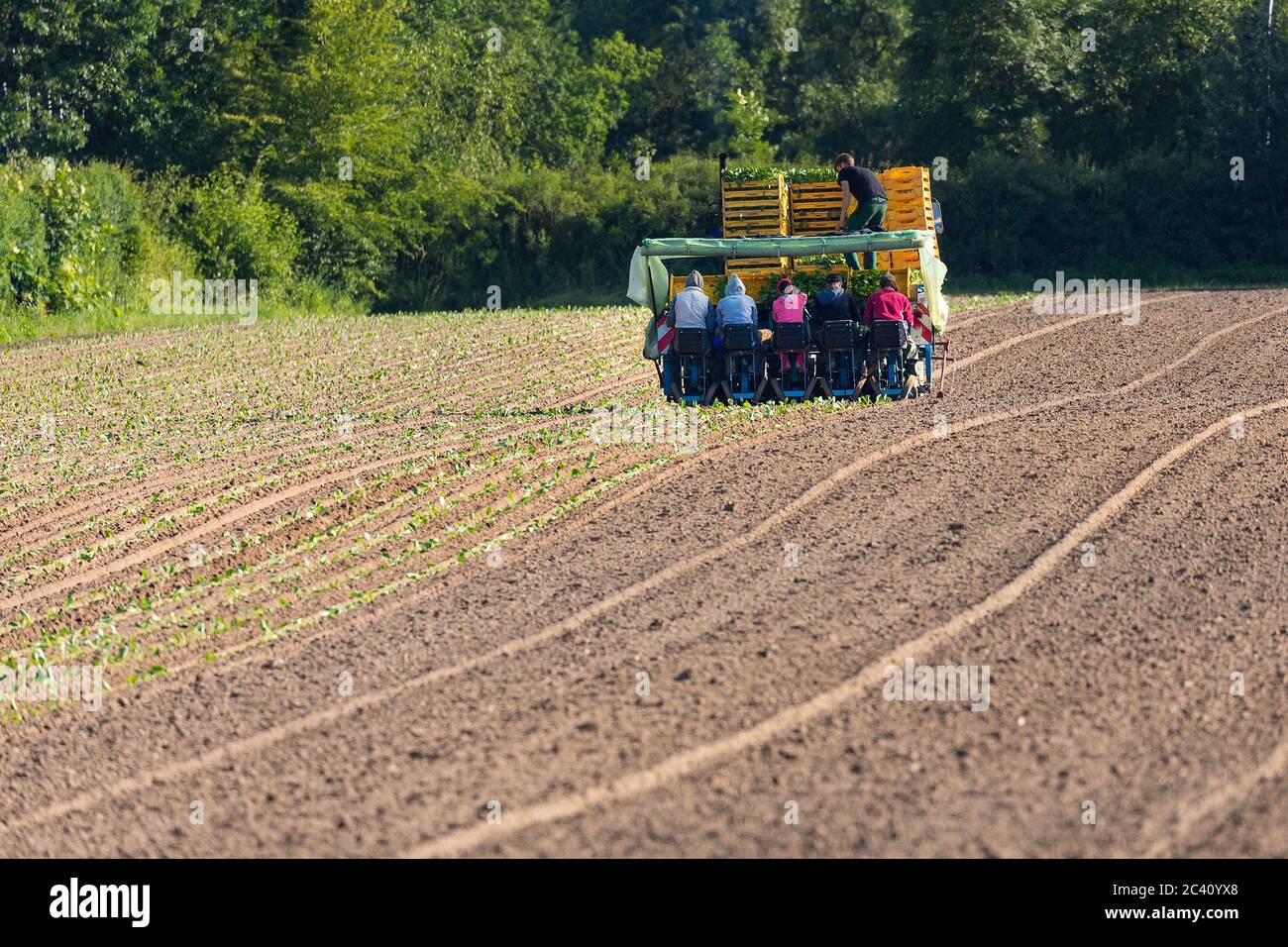 Vegetable harvest aids hi-res stock photography and images - Alamy