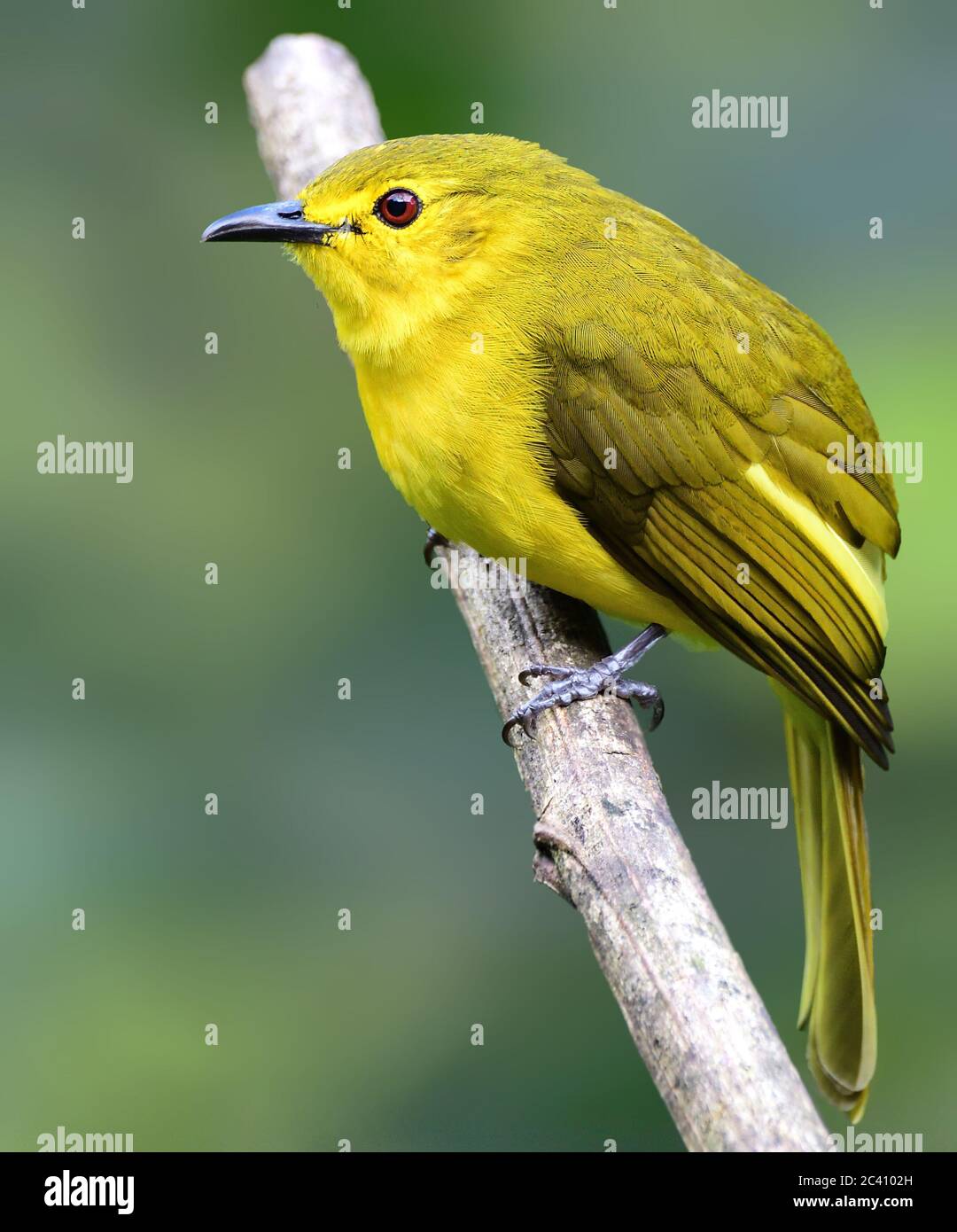 The yellow-browed bulbul, or golden-browed bulbul, is a species of ...