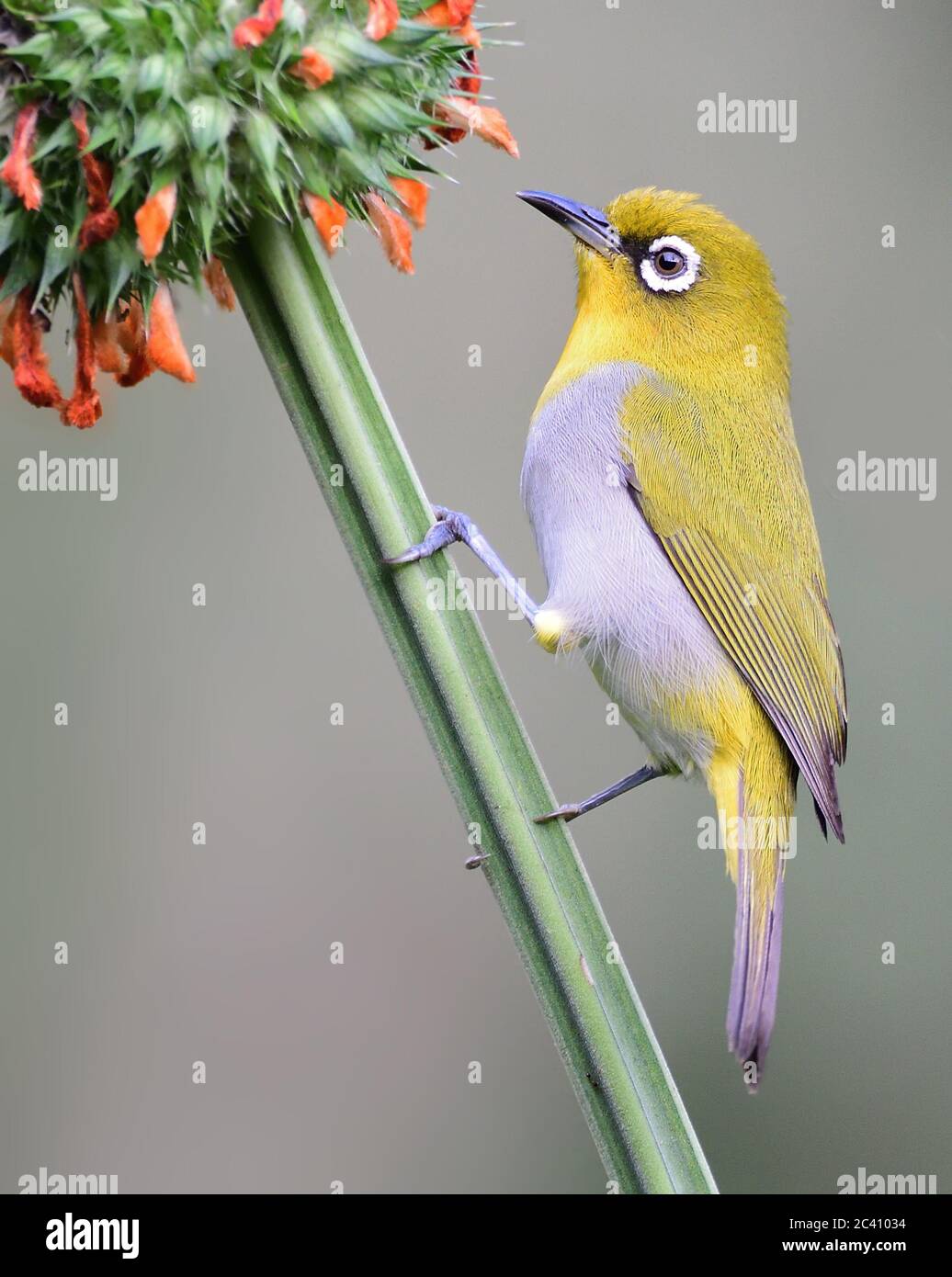 Hyperactive little yellow bird with an off-white belly and white ...