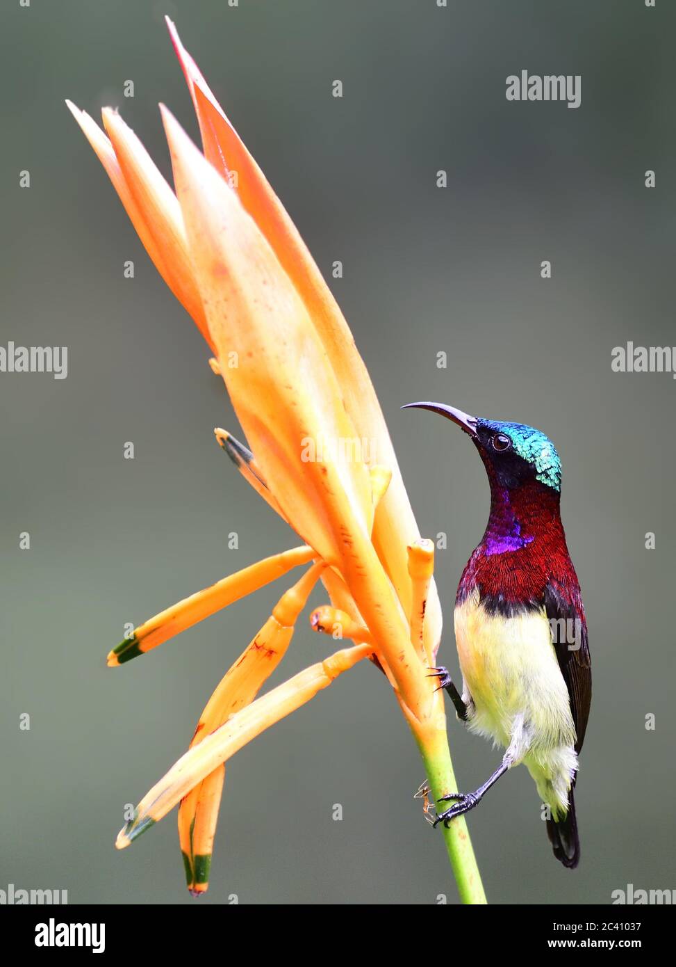 Crimson sunbird hi-res stock photography and images - Alamy