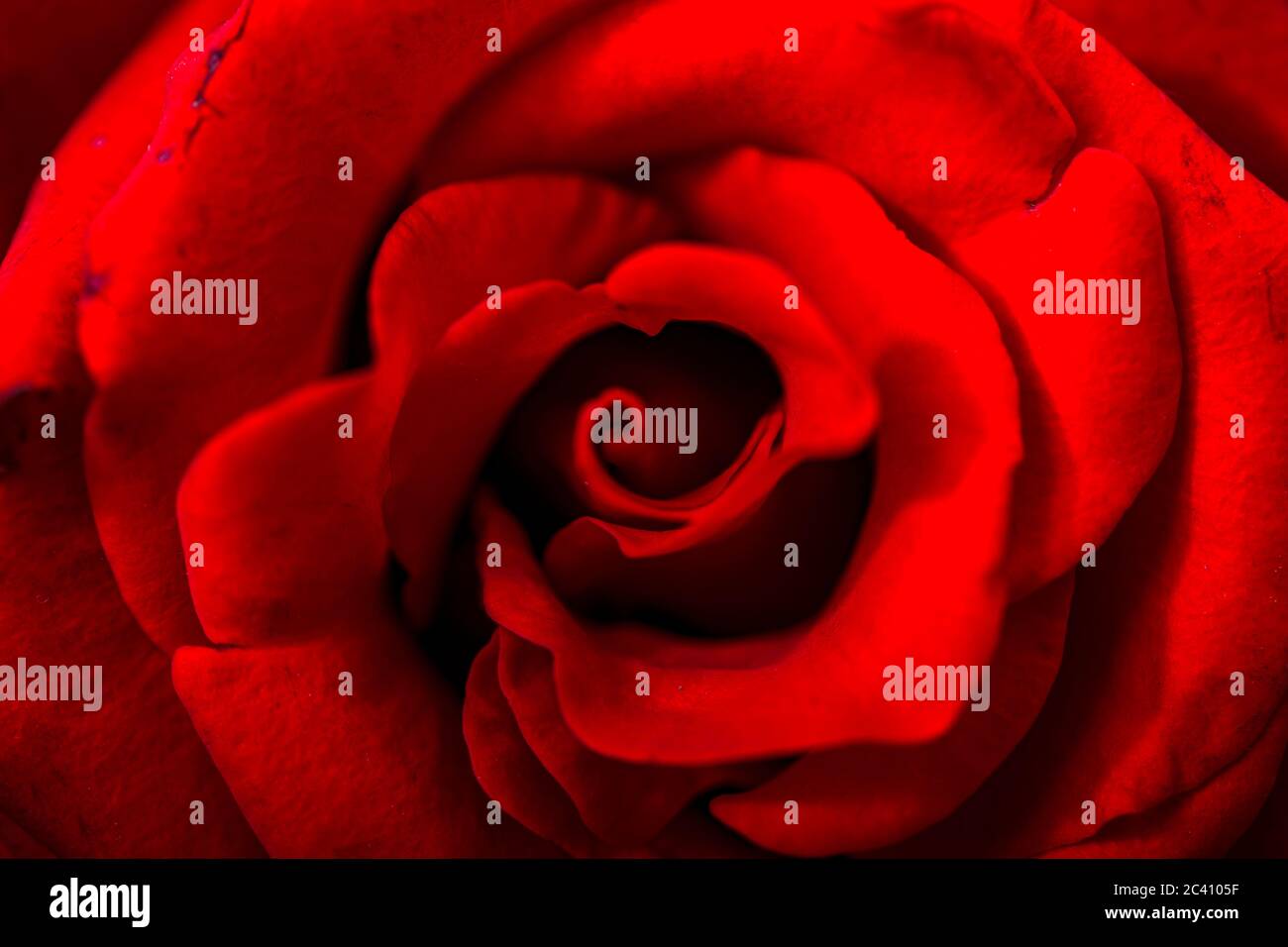 Natural red roses background, close-up. Top view of beatiful dark red ...