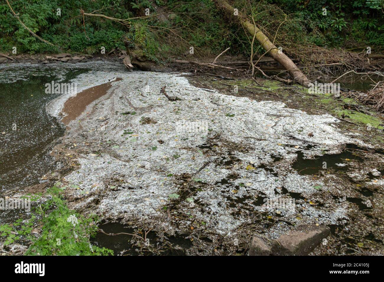 a close up view of the scum and fluff from the trees and plants that ...