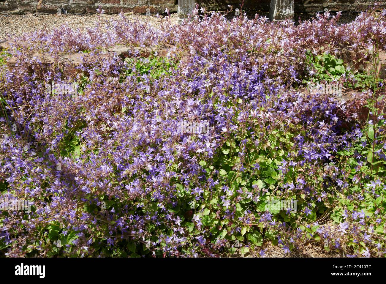 Campanula Poscharskyana Bellflower High Resolution Stock Photography ...