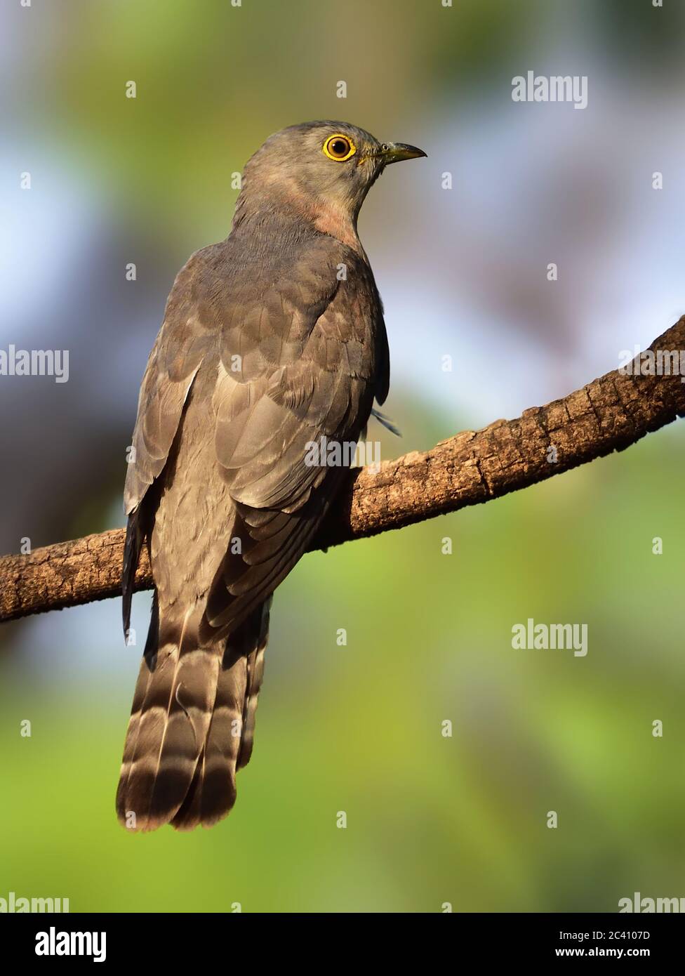 The common hawk-cuckoo, popularly known as the brainfever bird, is a ...