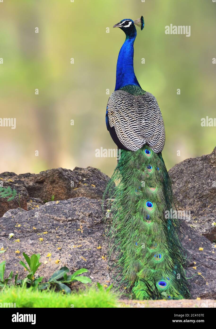The Indian peafowl, also known as the common peafowl, and blue peafowl ...