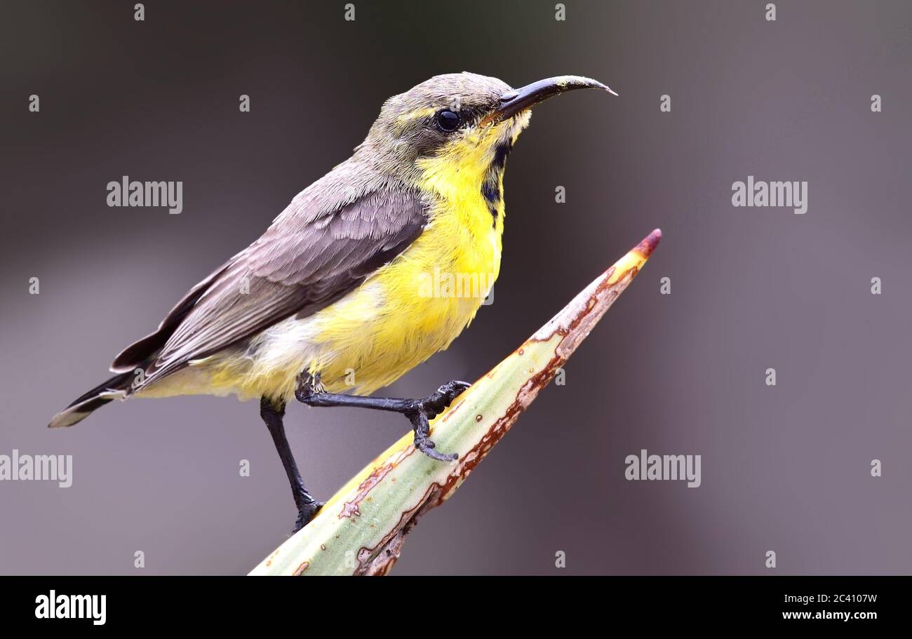 Sunbird family hi-res stock photography and images - Alamy