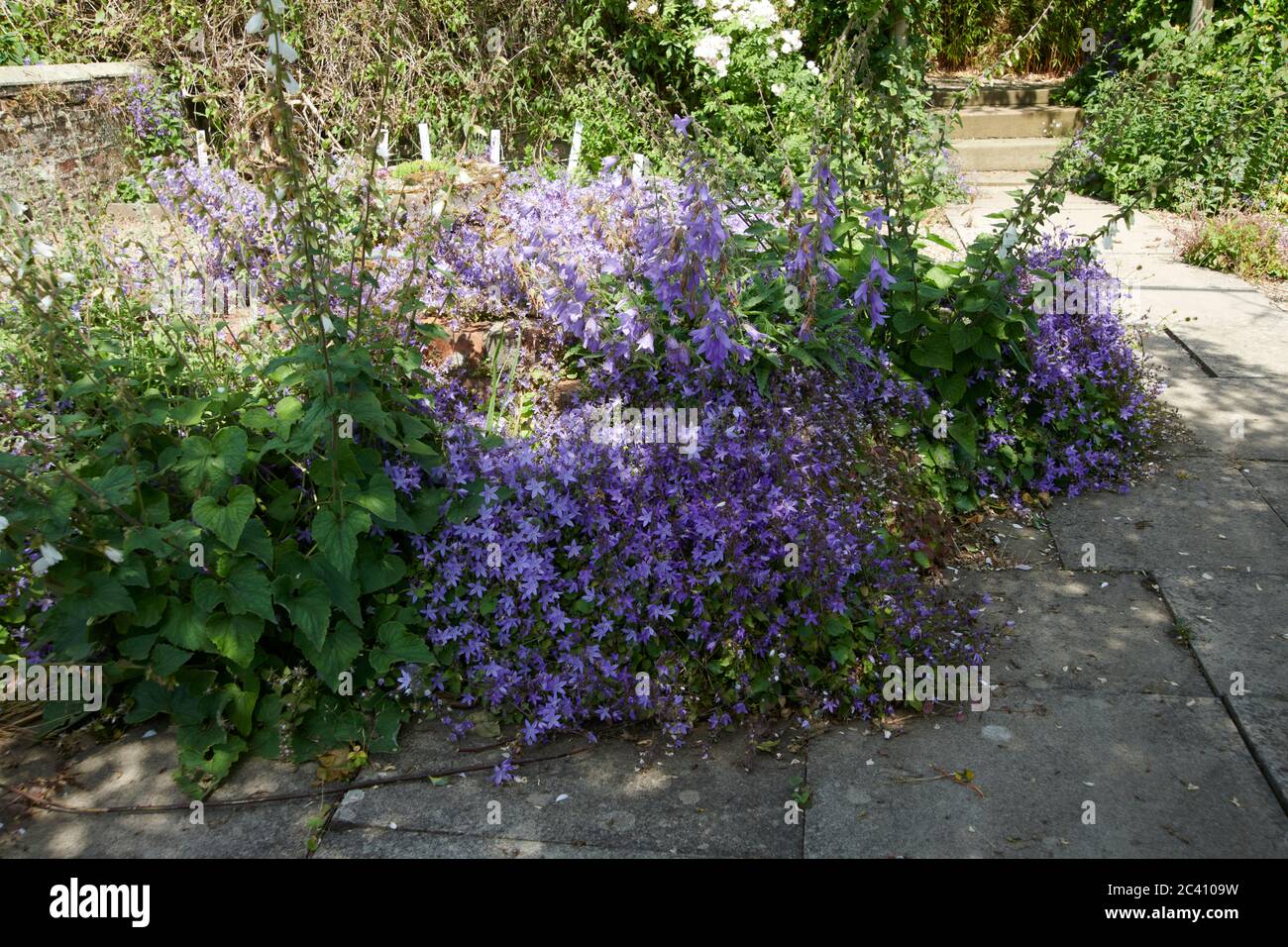 Campanula Poscharskyana Bellflower High Resolution Stock Photography ...